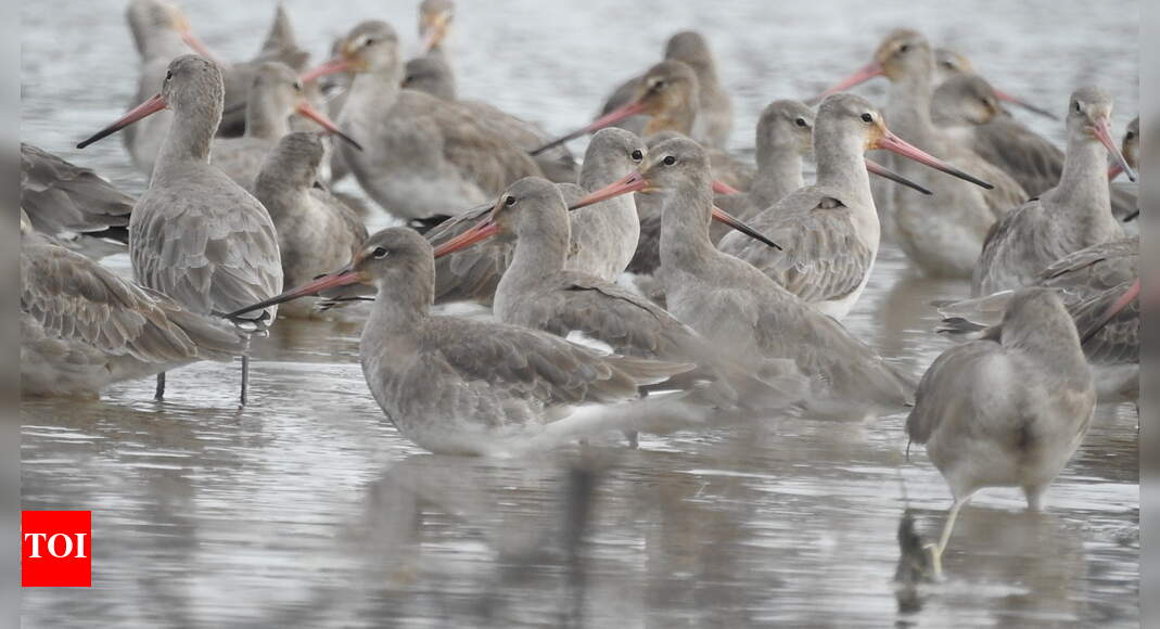 Tamil Nadu: 26,868 birds of 73 species spotted at eleventh edition of ...