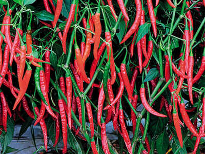 Karnataka: Five new chilli seeds bring glad tidings to blight-wary ...
