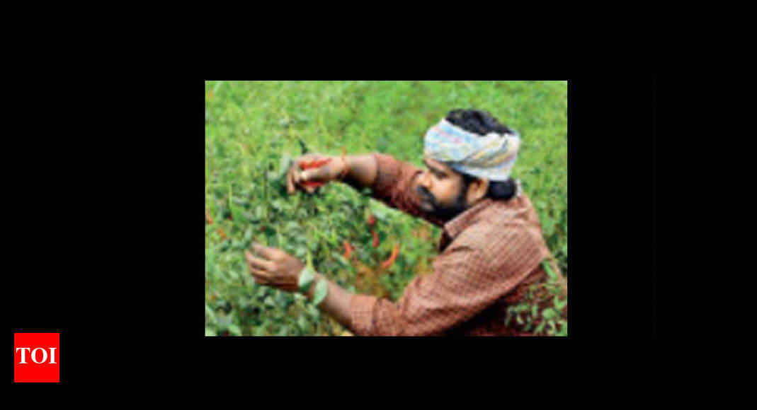 AP chilli hub News: Plans afoot to make AP global chilli hub ...