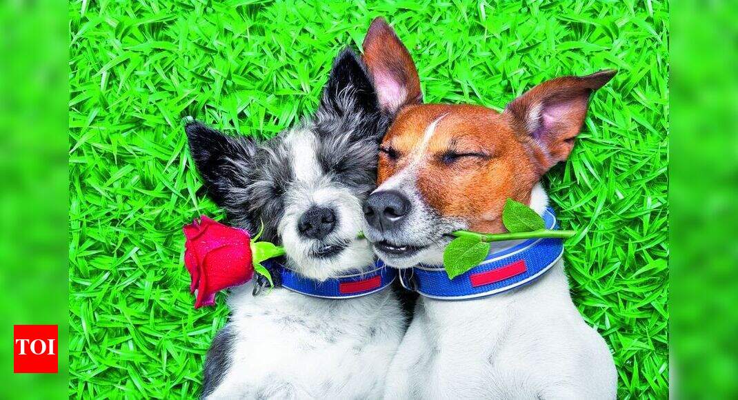 Swipe right for the perfect paw-rtner for your pet - Times of India