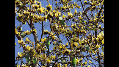 Madhya Pradesh: Rare yellow palash flowers bloom in Satpura hills ...