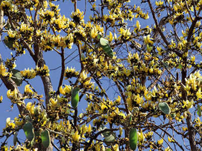 Madhya Pradesh: Rare yellow palash flowers bloom in Satpura hills ...