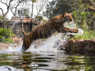 Maharashtra: Mumbai's Byculla zoo opens; 1,419 visit on first day ...