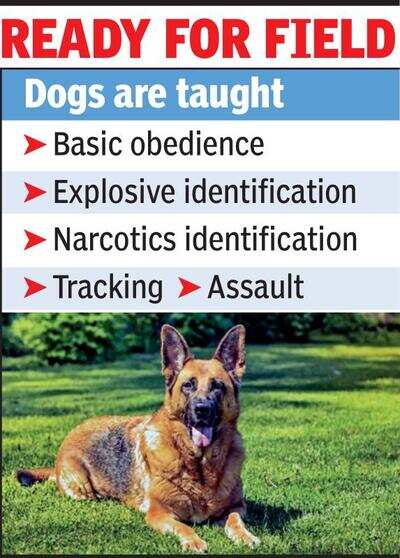 Cop dogs to now sniff, alert sans bark | Hyderabad News - Times of India