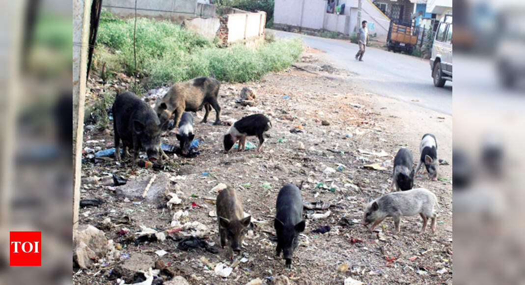 Pigs are back on Hubballi streets | Hubballi News - Times of India