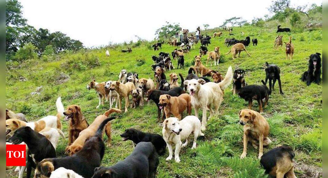 Constable booked for animal cruelty | Mumbai News - Times of India