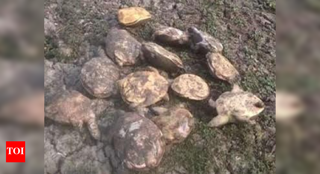 Uttar Pradesh: 13 rare turtles found dead in Etawah's Sarsai Nawar lake ...