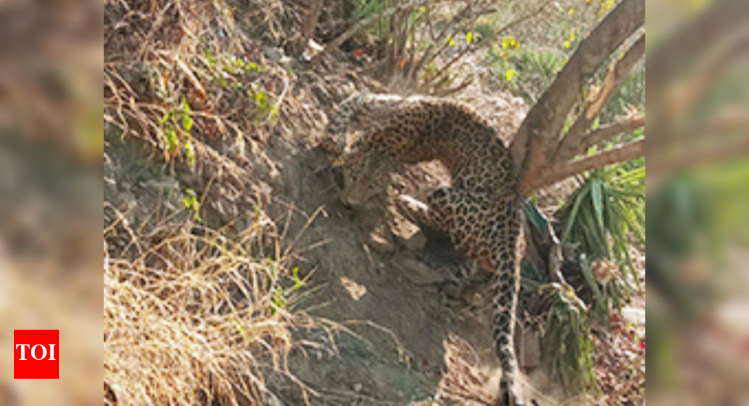 Leopard dies after getting trapped in a snare at Rudraprayag | Dehradun News - Times of India