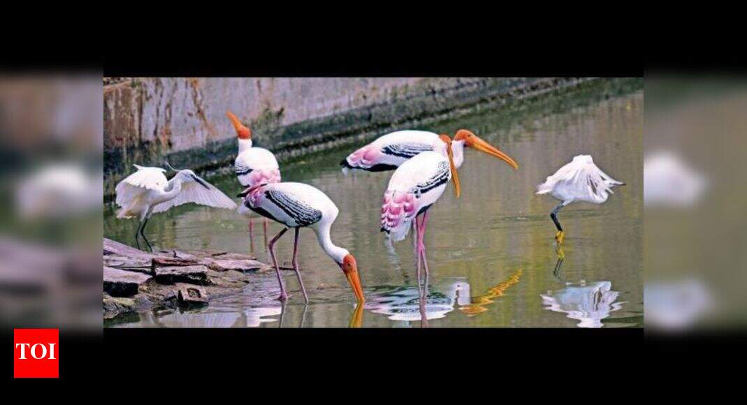 Andhra Pradesh 11th in country in bird species diversity ...