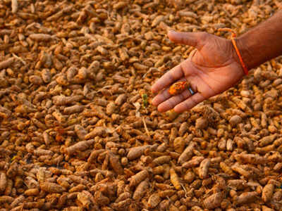 Erode: Turmeric turns gold after low arrivals, high demand | Erode News ...