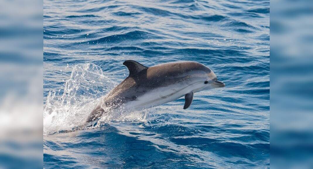 Rare striped dolphins spotted in UAE’s Fujairah after two decades ...