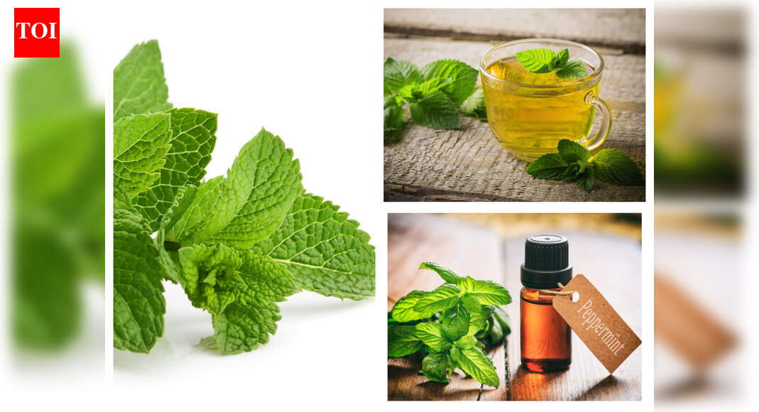Do you know the difference between peppermint and spearmint?