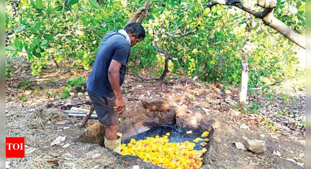 Soon, go behind the scenes to see how feni is made in Goa | Goa News ...