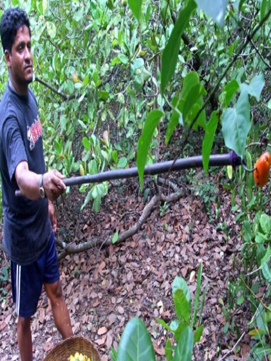 How feni is made in Goa | Times of India