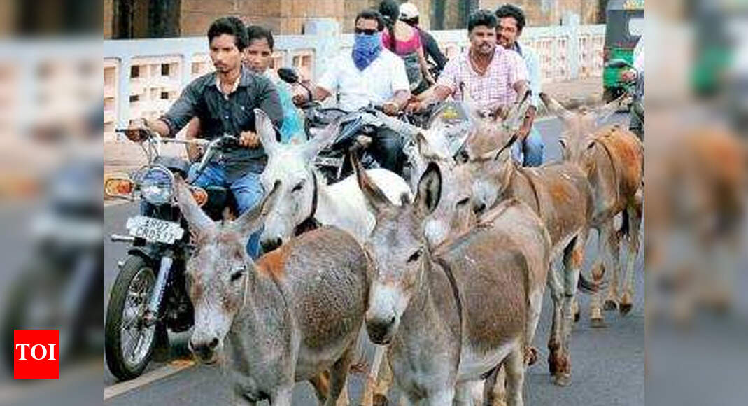 Donkey slaughter on rise in Andhra Pradesh as meat grows popular ...