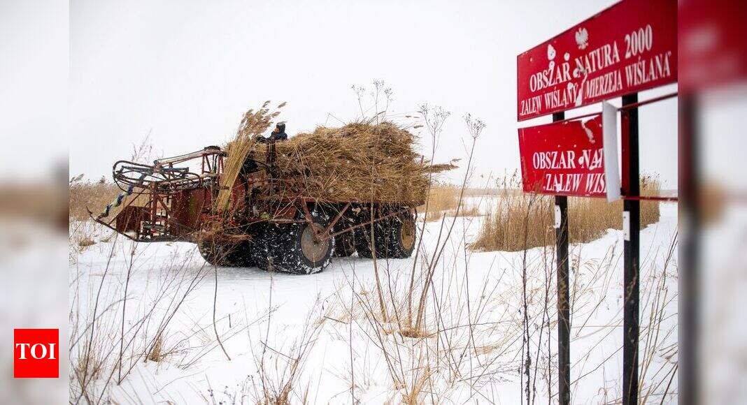 Reed harvest in snowy Poland - Times of India