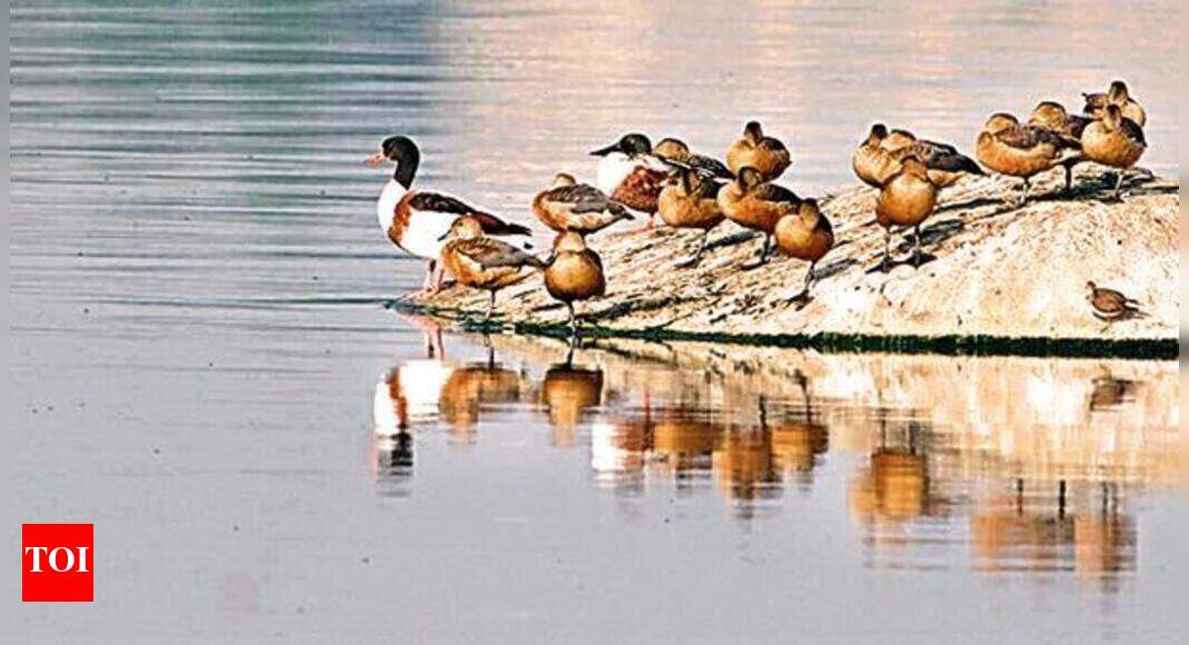Hyderabad: In a first, Common Shelduck quacks loudly in Hussainsagar ...
