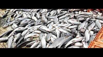 Fertile delta land deteriorates as aquaculture expands | Vijayawada ...
