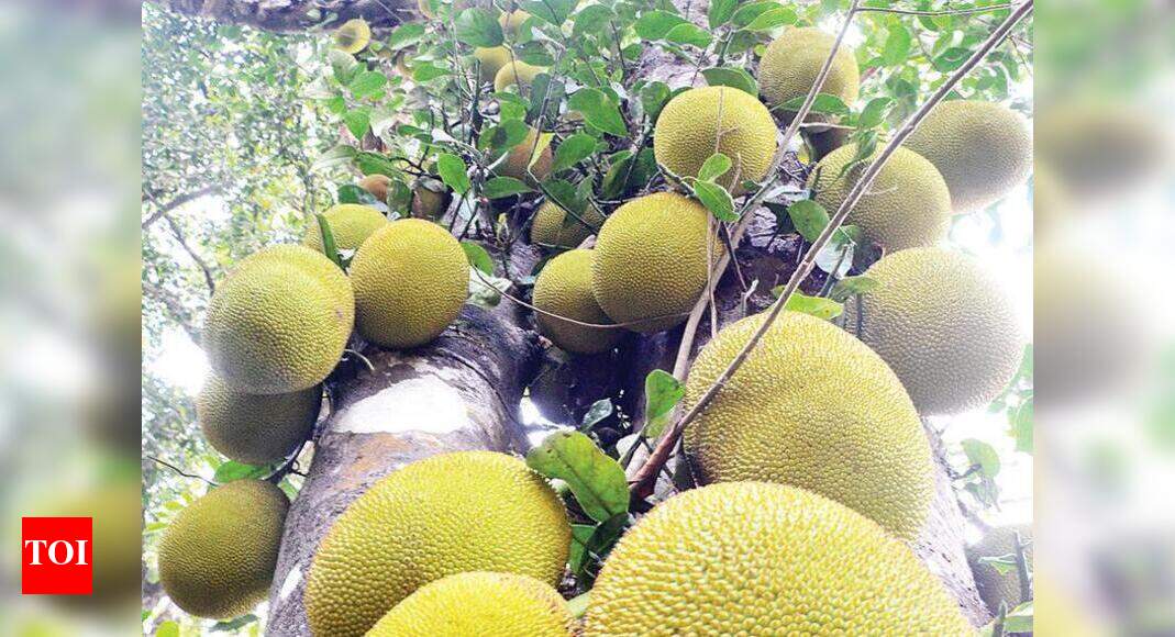 Goa: Jackfruit, coconut to get boost under central scheme | Goa News ...
