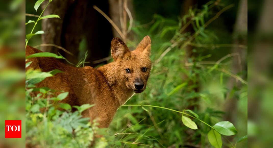 In a first, scientists develop model to estimate dhole population ...