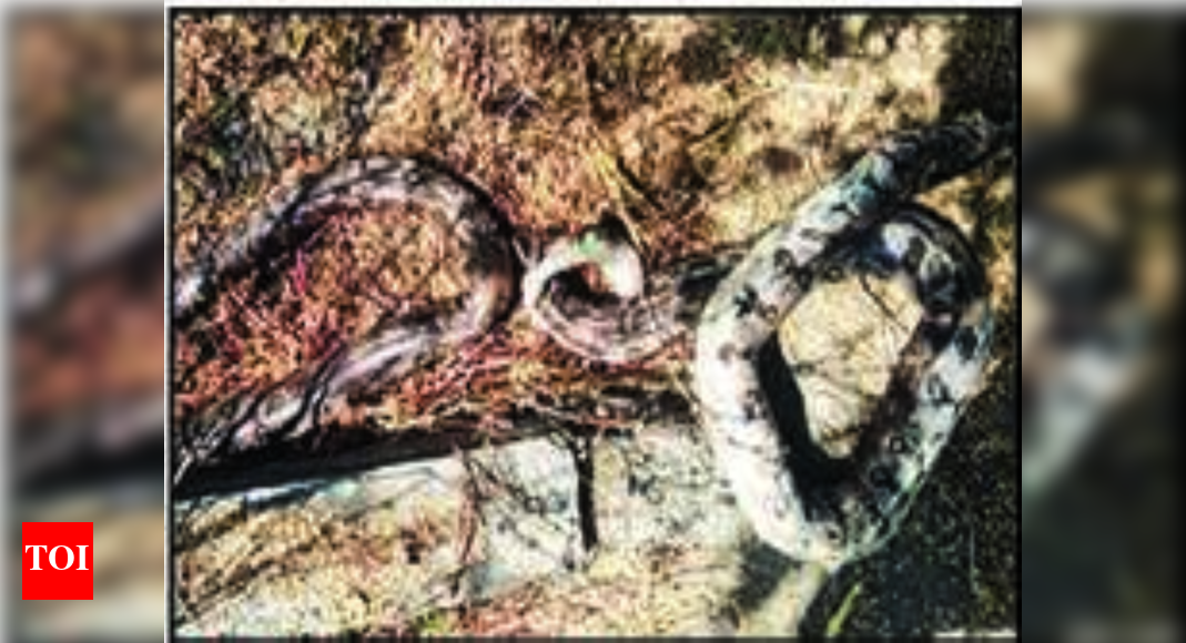 Mating pair of Indian rock pythons killed in Amravati | Nagpur News ...
