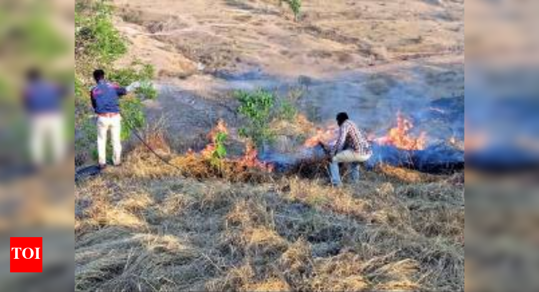Several trees gutted in forest fire at Wagholi hill | Pune News - Times ...