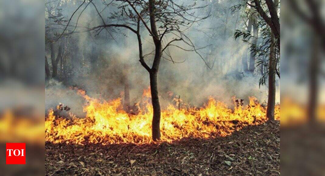 Odisha: Fires continue to eat up large tracts of forests | Bhubaneswar ...