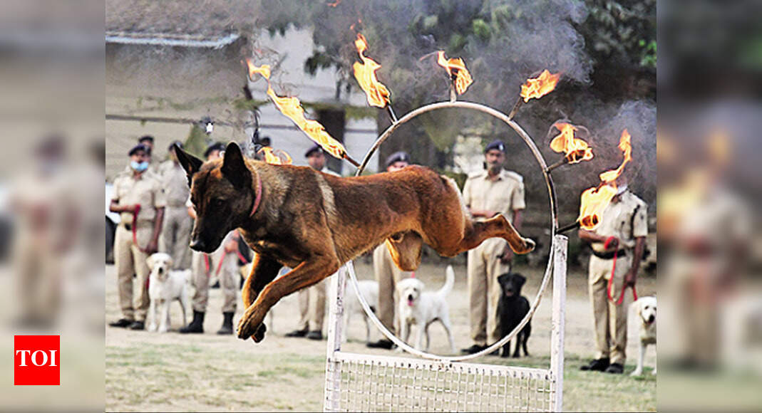 25 trained dogs now part of Bihar police force | Patna News - Times of ...