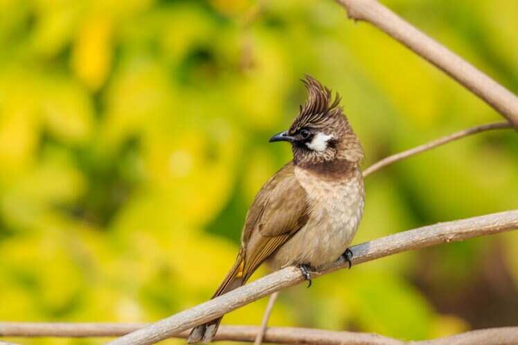 Top birdwatching sites in Himachal Pradesh | Times of India Travel