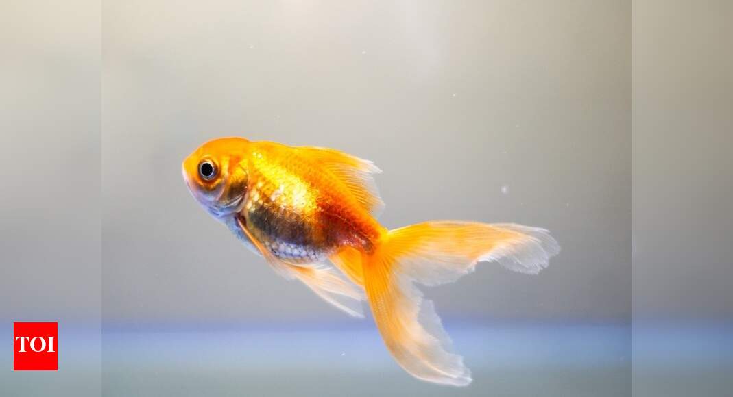 Goldfish food: Popular options to keep your pet fish happy - Times of India