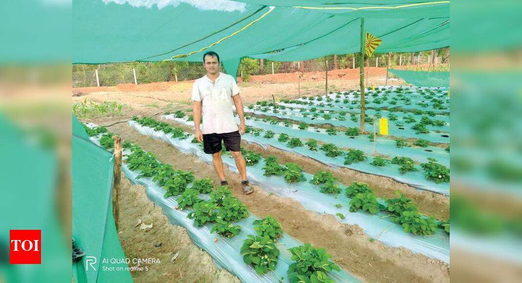 Agri dept to encourage farmers in state to grow turmeric, cabbage and ...
