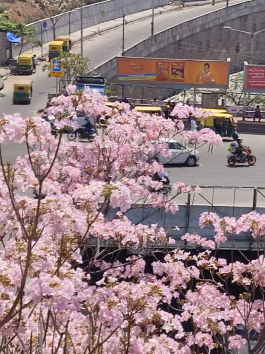 Summer glow: Bengaluru in bloom | Times of India
