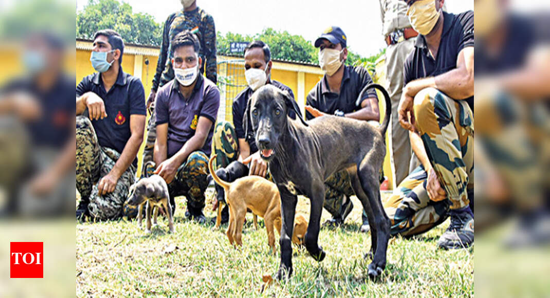 Big woof: In a first, desi breed of dogs inducted at MP Police Training ...
