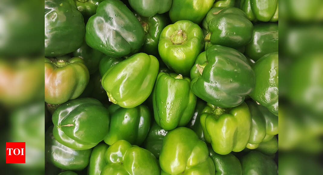 Above normal temperature affects capsicum crop in Firozabad | Agra News ...