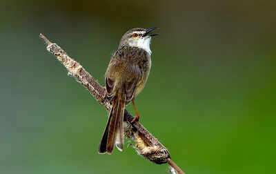 Experts: Dip in population of sparrow a matter of concern | Patna News ...