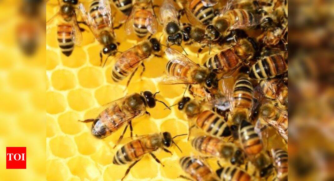 Rajasthan: Honey bee attack kills farmer in Kota | Jaipur News - Times ...