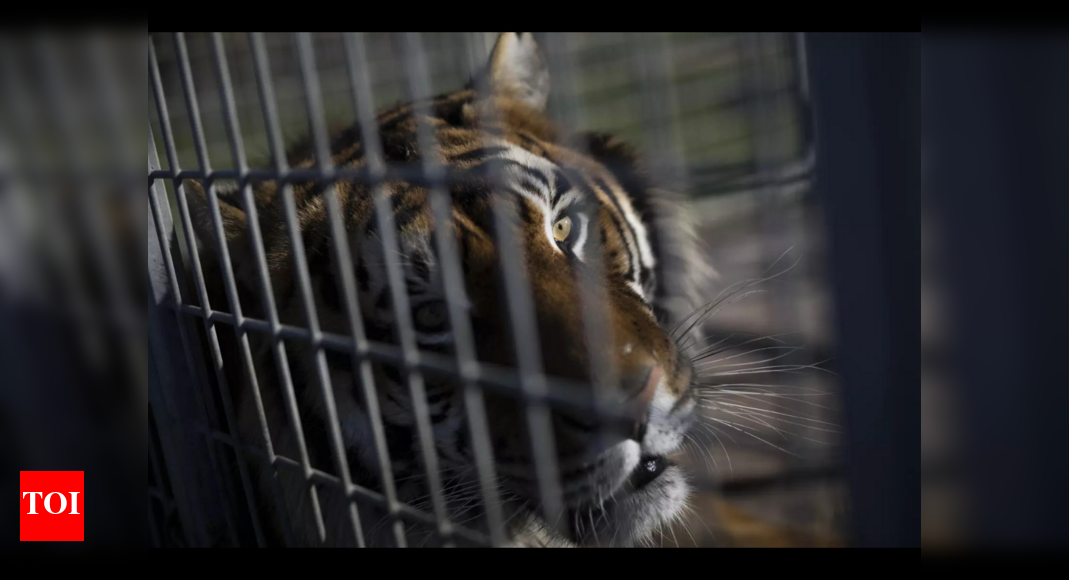 6 days after killing tigress T1’s cub, Umred big cat Surya mauls ...