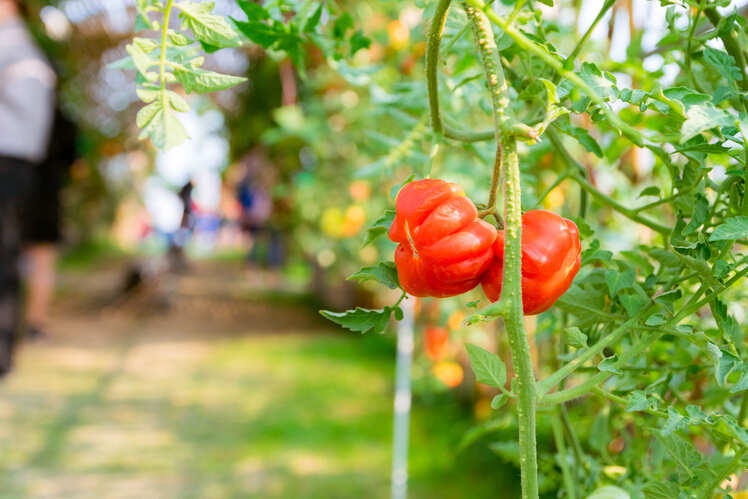 Best Foods Of Sikkim: Finding delicious food in Sikkim–from Momos to ...