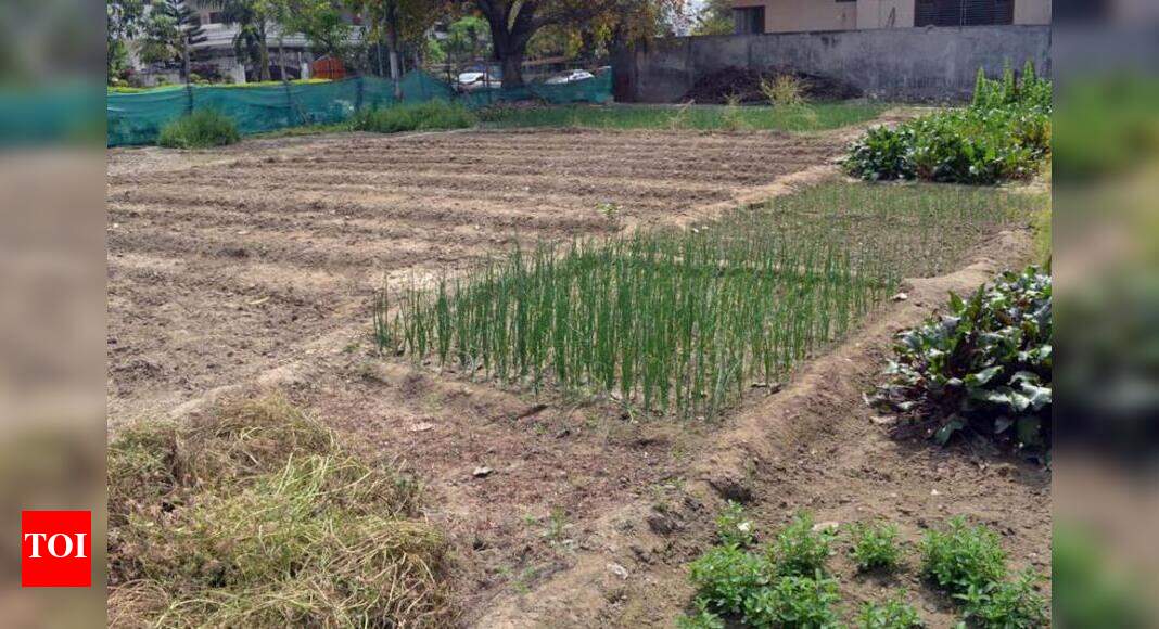 Vacant plots become veggie farms as this Noida sector sows a green idea ...