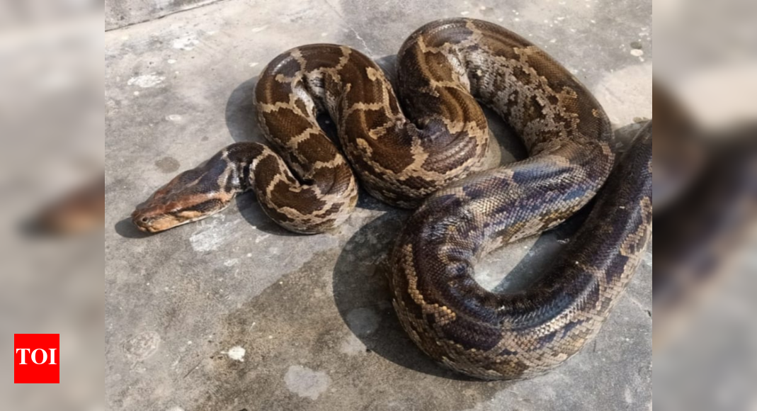Indian rock python rescued from drainage canal in Andhra Pradesh ...
