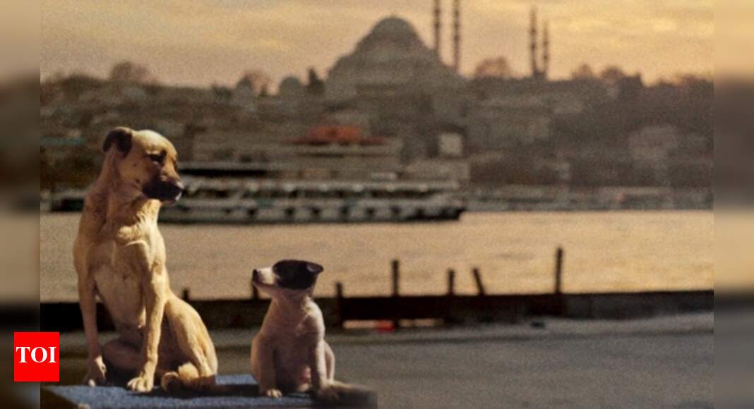 Istanbul stray dogs get own starring roles in new film - Times of India