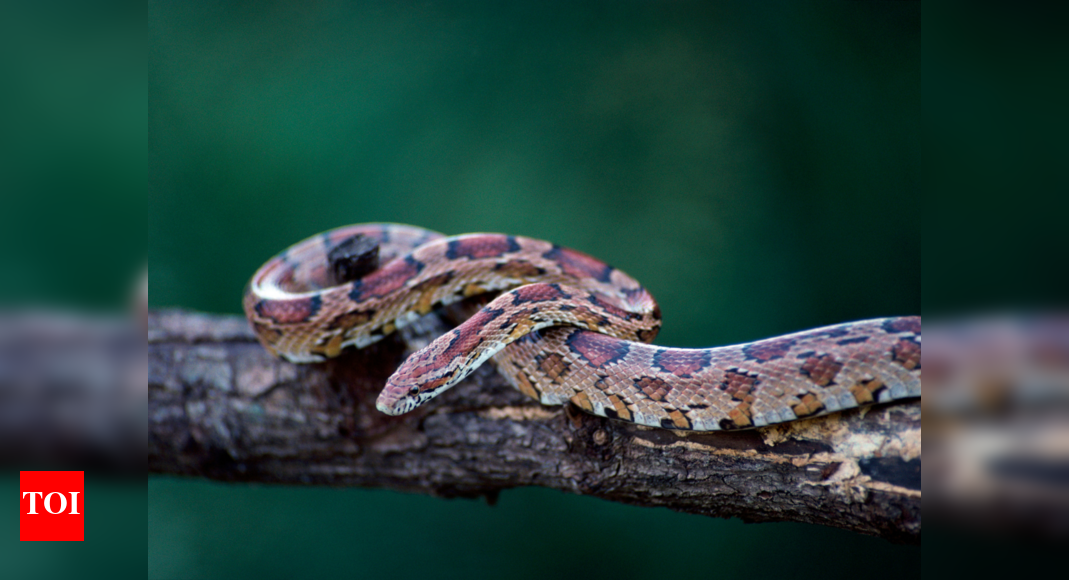Florida family finds dead snake inside their clothes dryer - Times of India