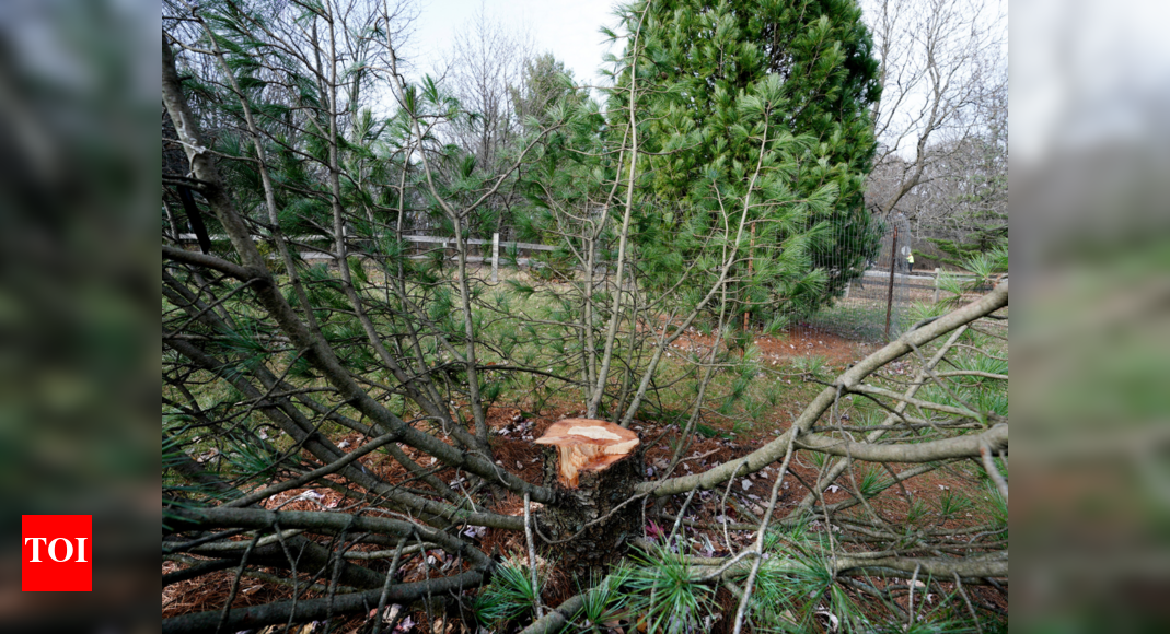 Three students cited in theft of rare tree in Wisconsin - Times of India