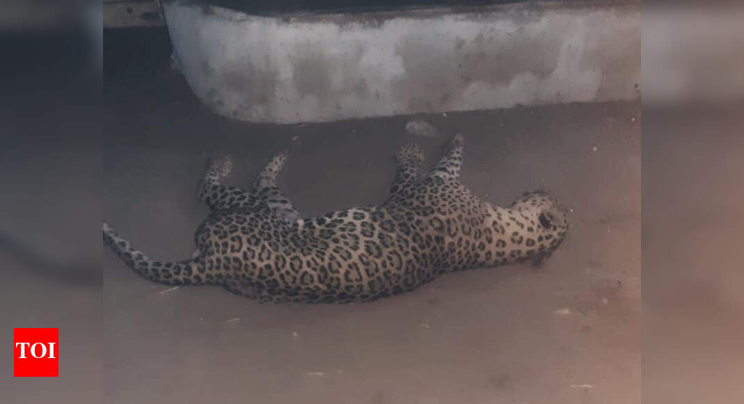Gujarat: Leopard, 2 lions locked in deadly street fight | Ahmedabad ...