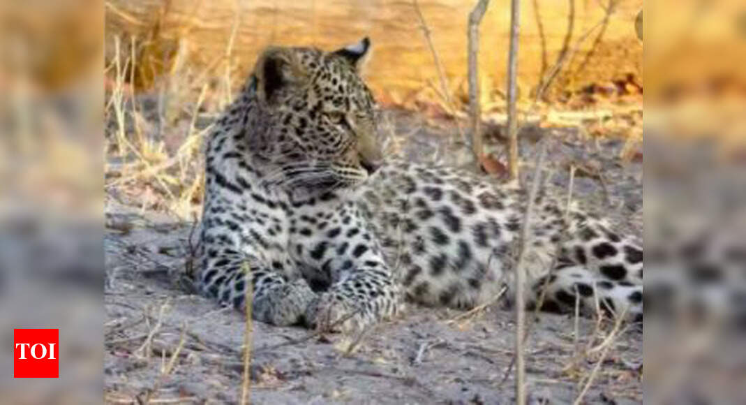 Maharashtra: Leopard strays into Sangli city; rescue efforts on | Pune ...