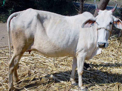 Gujarat’s ‘Dagri cow’ gets national recognition as indigenous breed ...