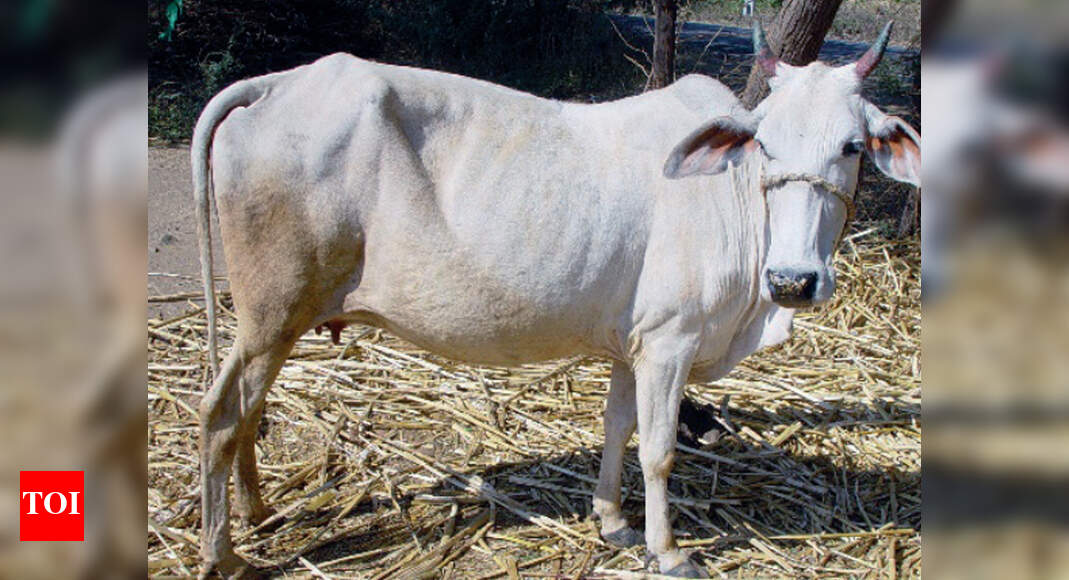 Gujarat’s ‘Dagri cow’ gets national recognition as indigenous breed ...