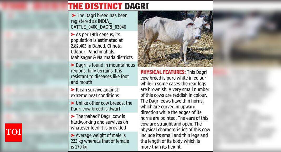 Gujarat’s ‘Dagri cow’ gets national recognition as indigenous breed ...