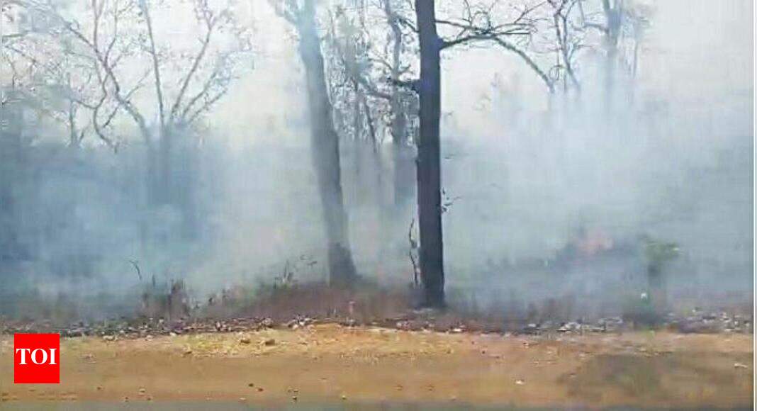Fires affect swathes of forests in state, devastate Ghodazari sanct ...