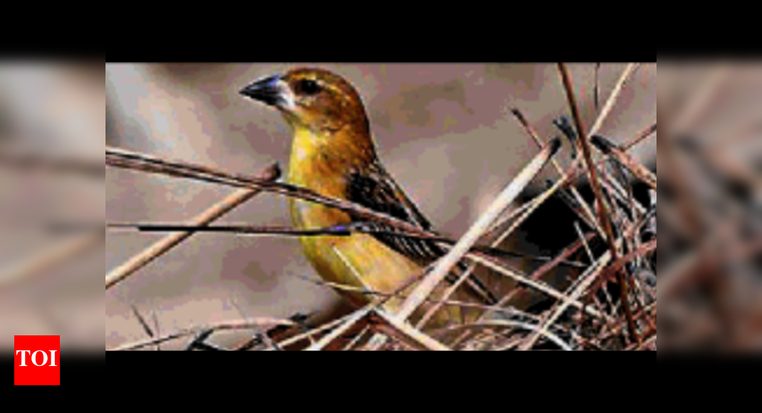 Uttar Pradesh: Crucial plan to revive ‘invisible’ Finn’s Weaver hits ...